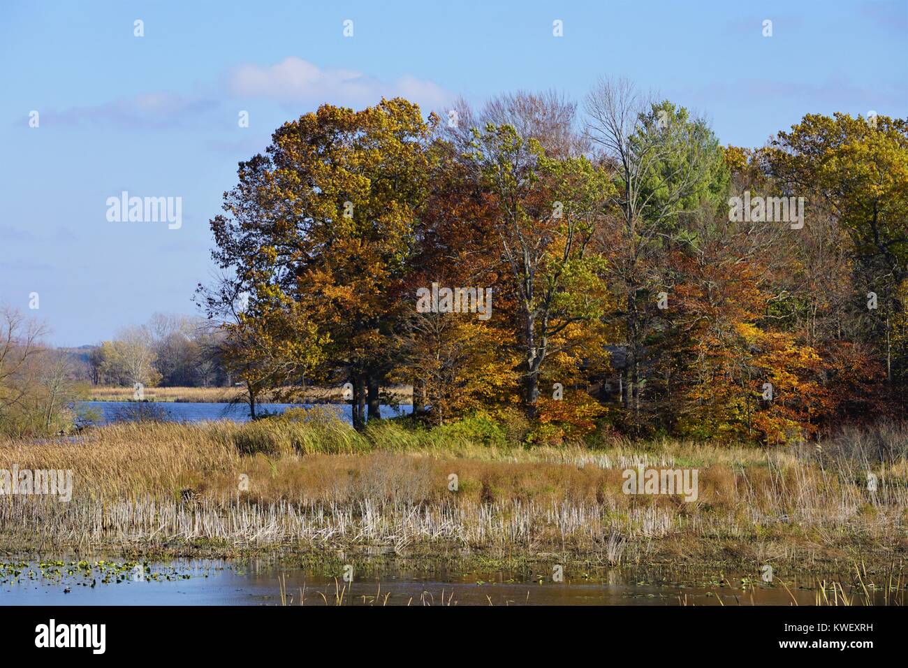 Bayou country hi-res stock photography and images - Alamy