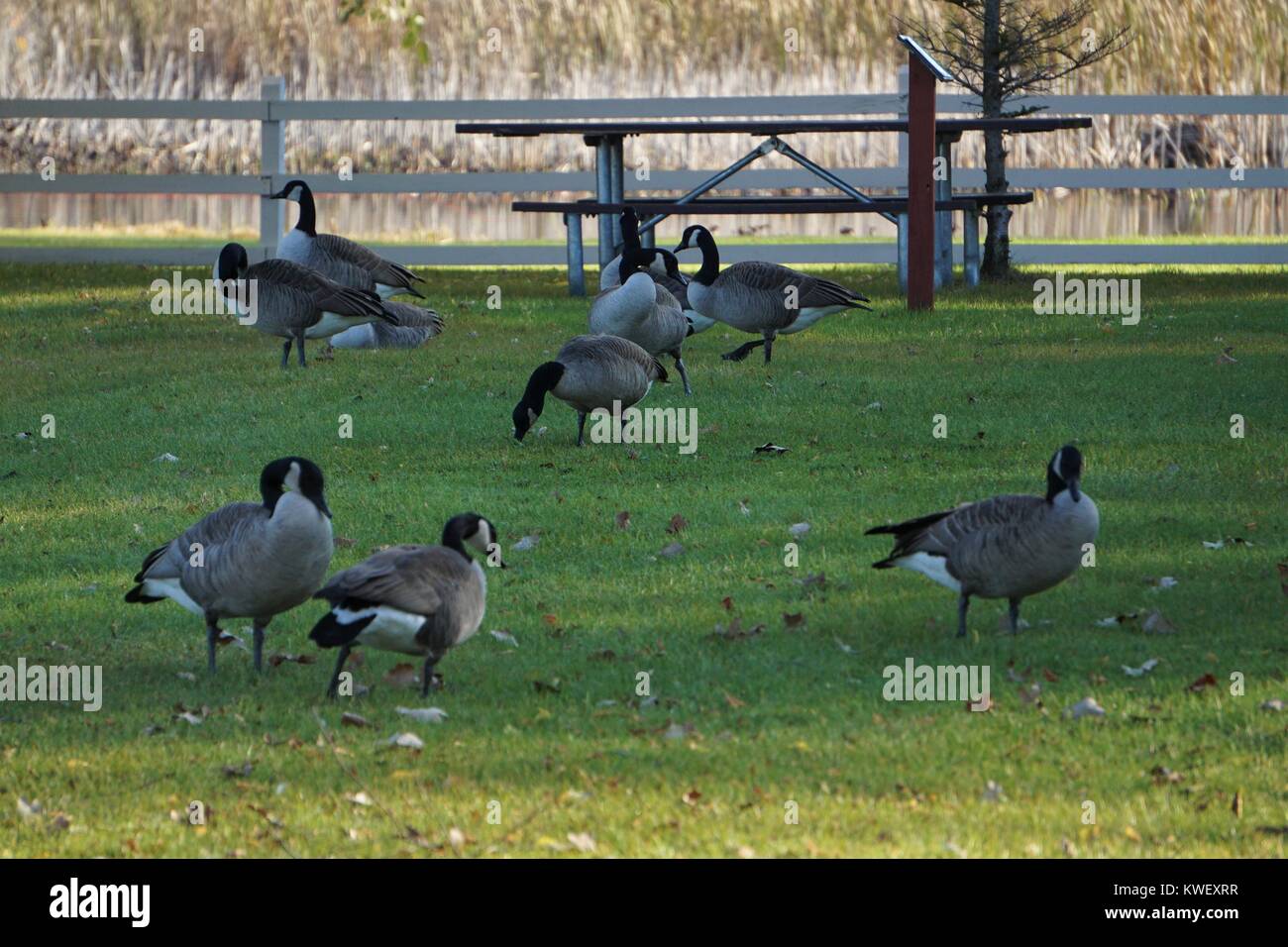 Canadian Geese Feeding Stock Photo - Alamy