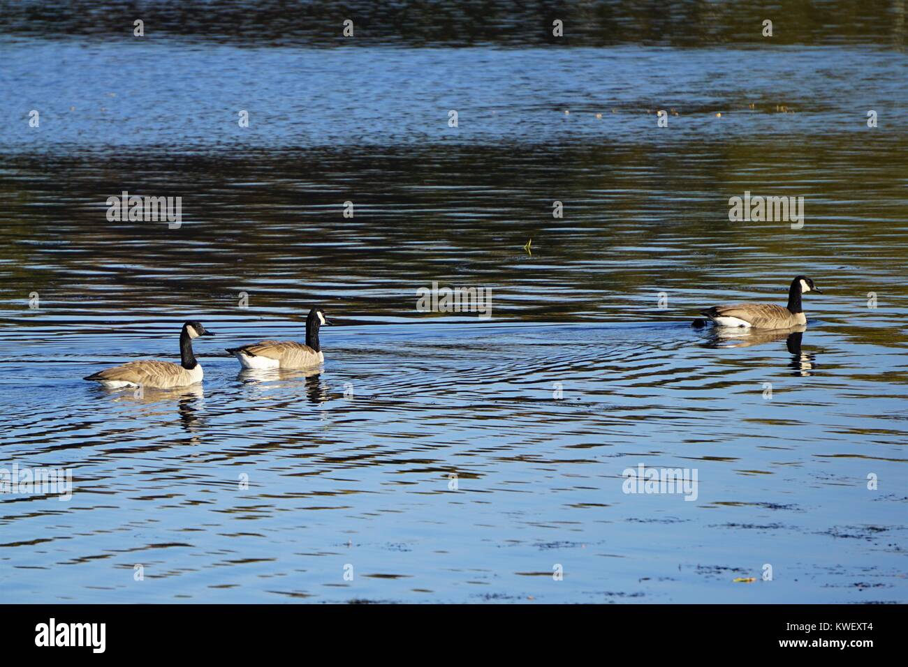 Canadian Geese Feeding Stock Photo - Alamy