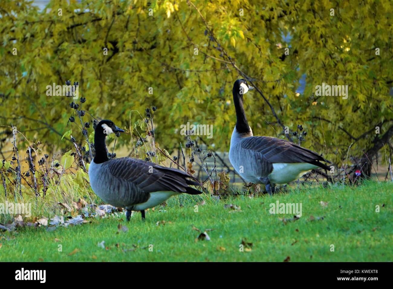 Feed geese hi-res stock photography and images - Alamy