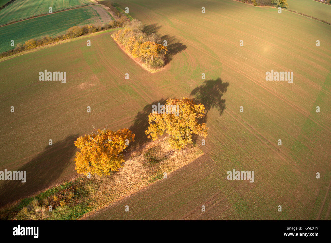 Ariel view of a autumn Oak Tree, Fenland, Cambridgeshire, England Stock ...