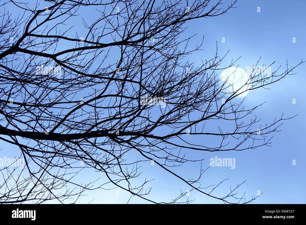 Sun Filtered Behind Bare Branches Stock Photo - Alamy