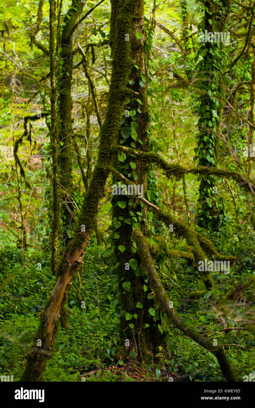 Deforestation vertical hi-res stock photography and images - Alamy