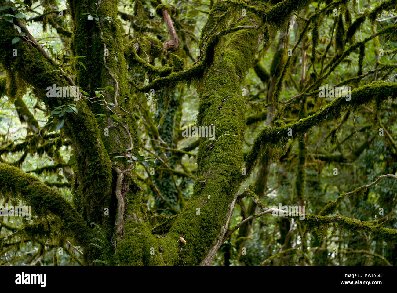 Trophic chains hi-res stock photography and images - Alamy