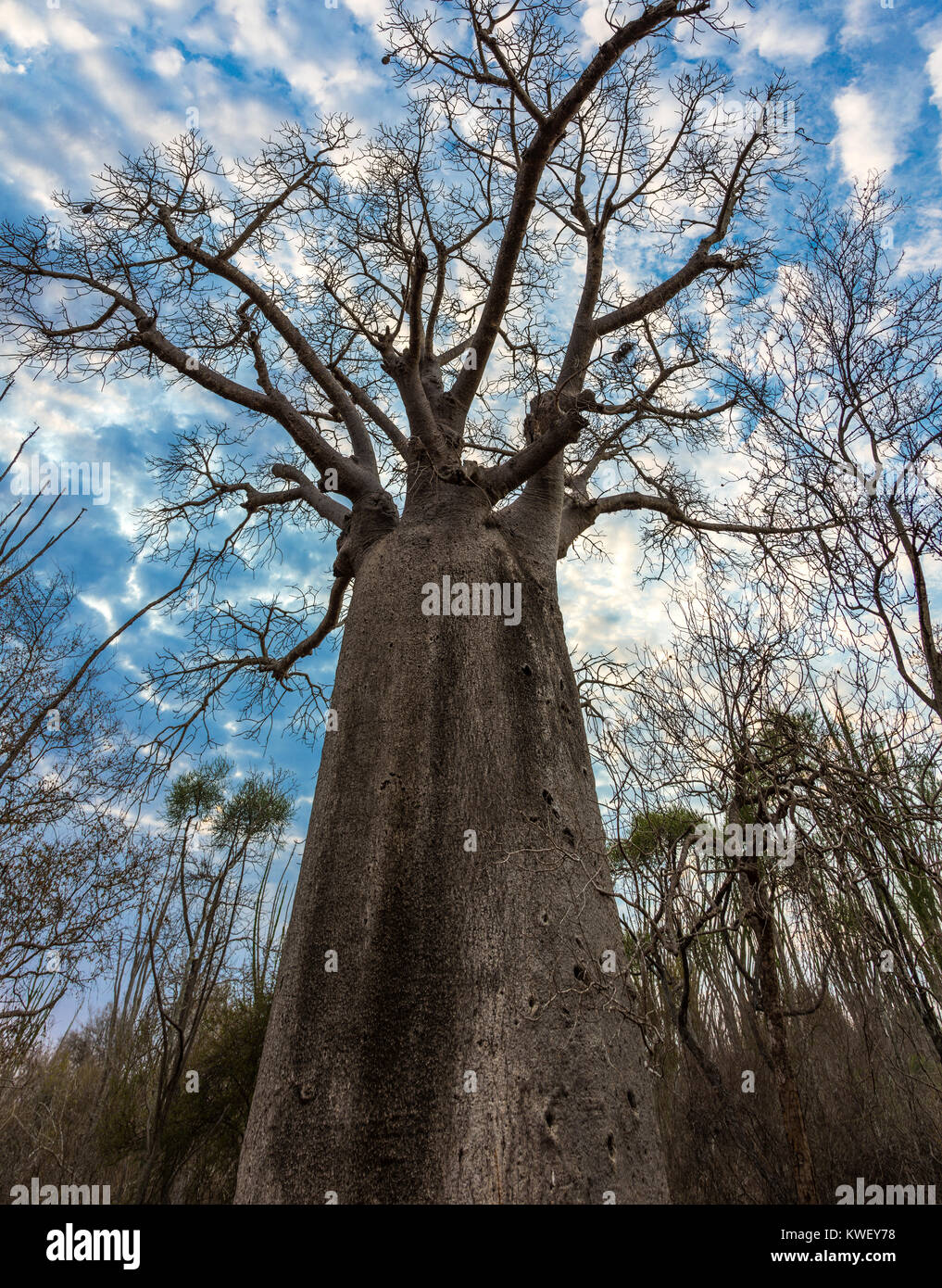 A Giant Baobab (Adansonia za) tree against cloudy sky in the Spiny ...