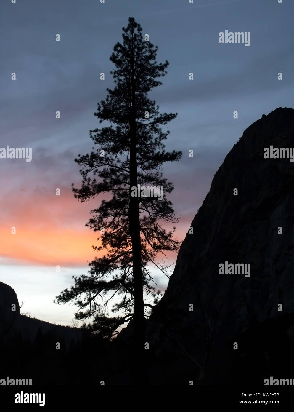 Tall tree silhouette hi-res stock photography and images - Alamy