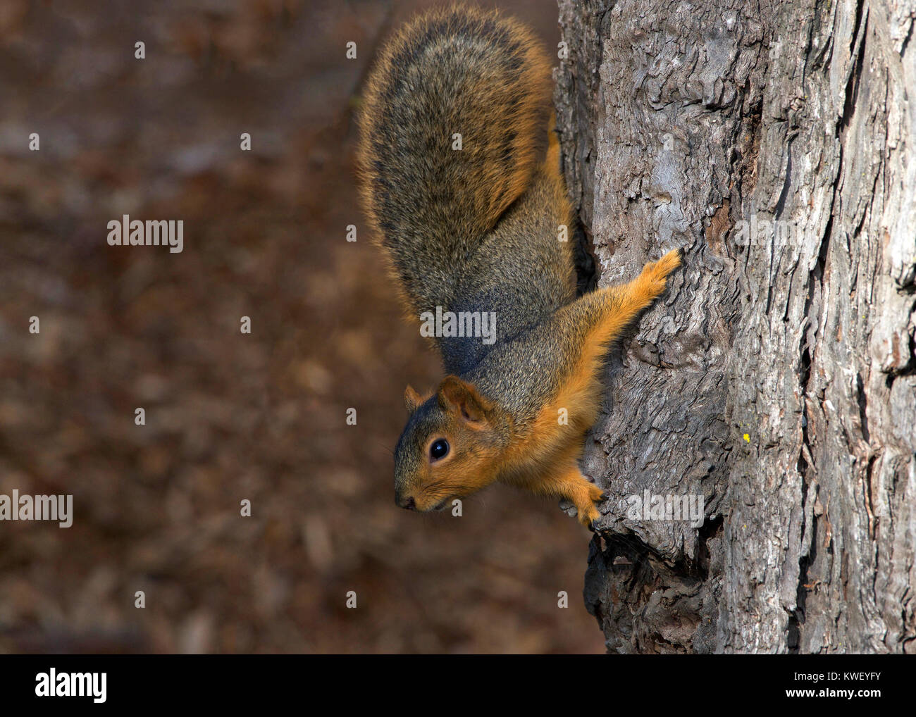 Squirrel holding onto a tree. The fox squirrel, Sciurus niger, also ...
