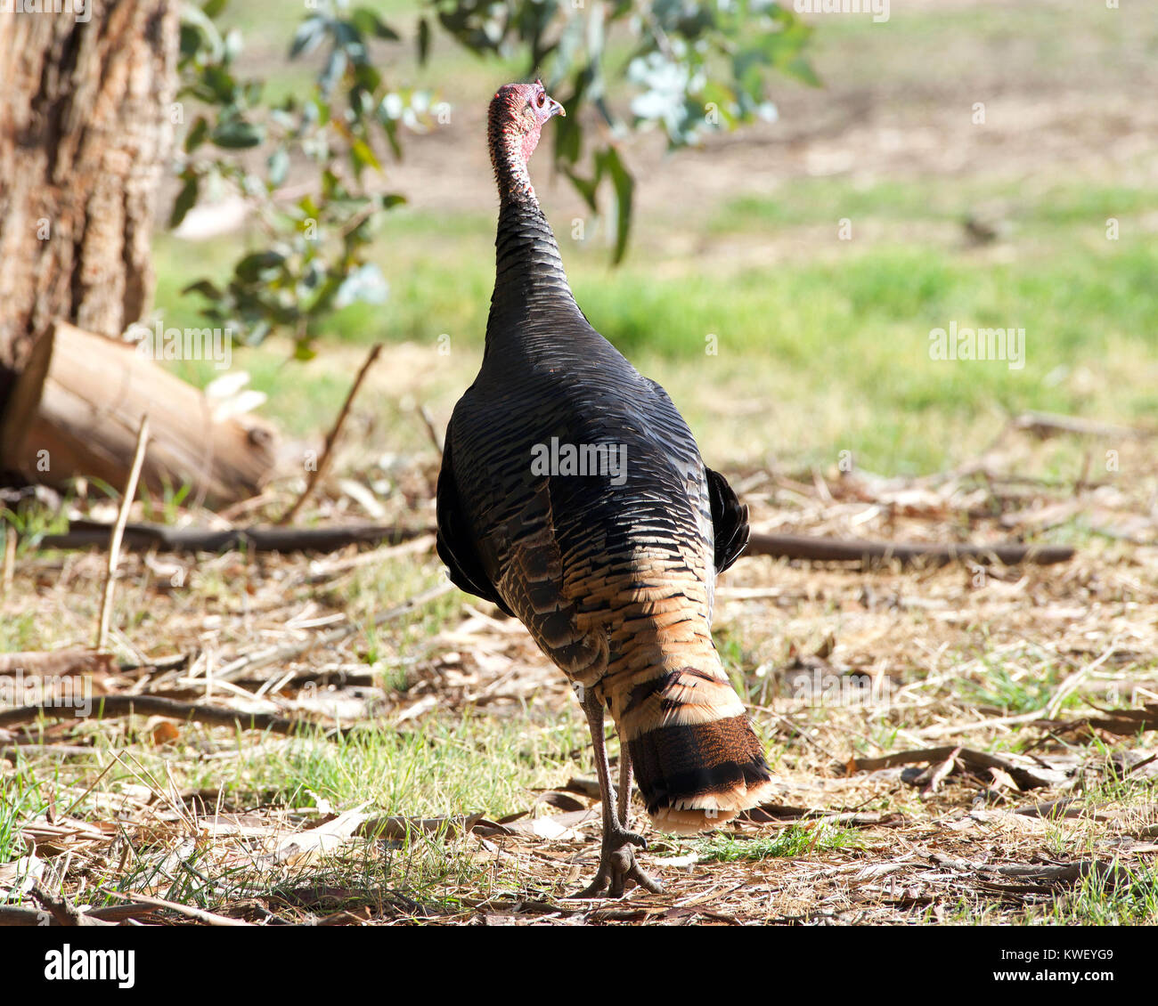 Female turkey walking in the wild. Green grass. Walking away from ...
