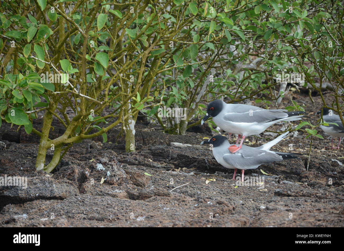 Swallow birds mating hi-res stock photography and images - Alamy