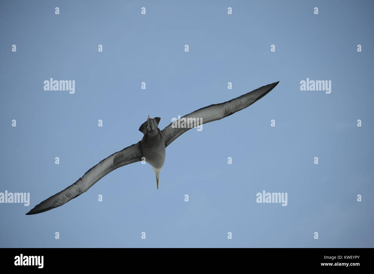 Albatross wings hi-res stock photography and images - Alamy