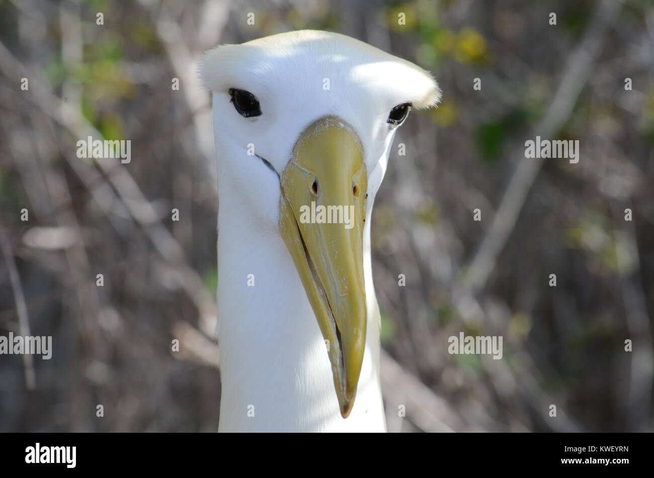 Albatross head hi-res stock photography and images - Alamy