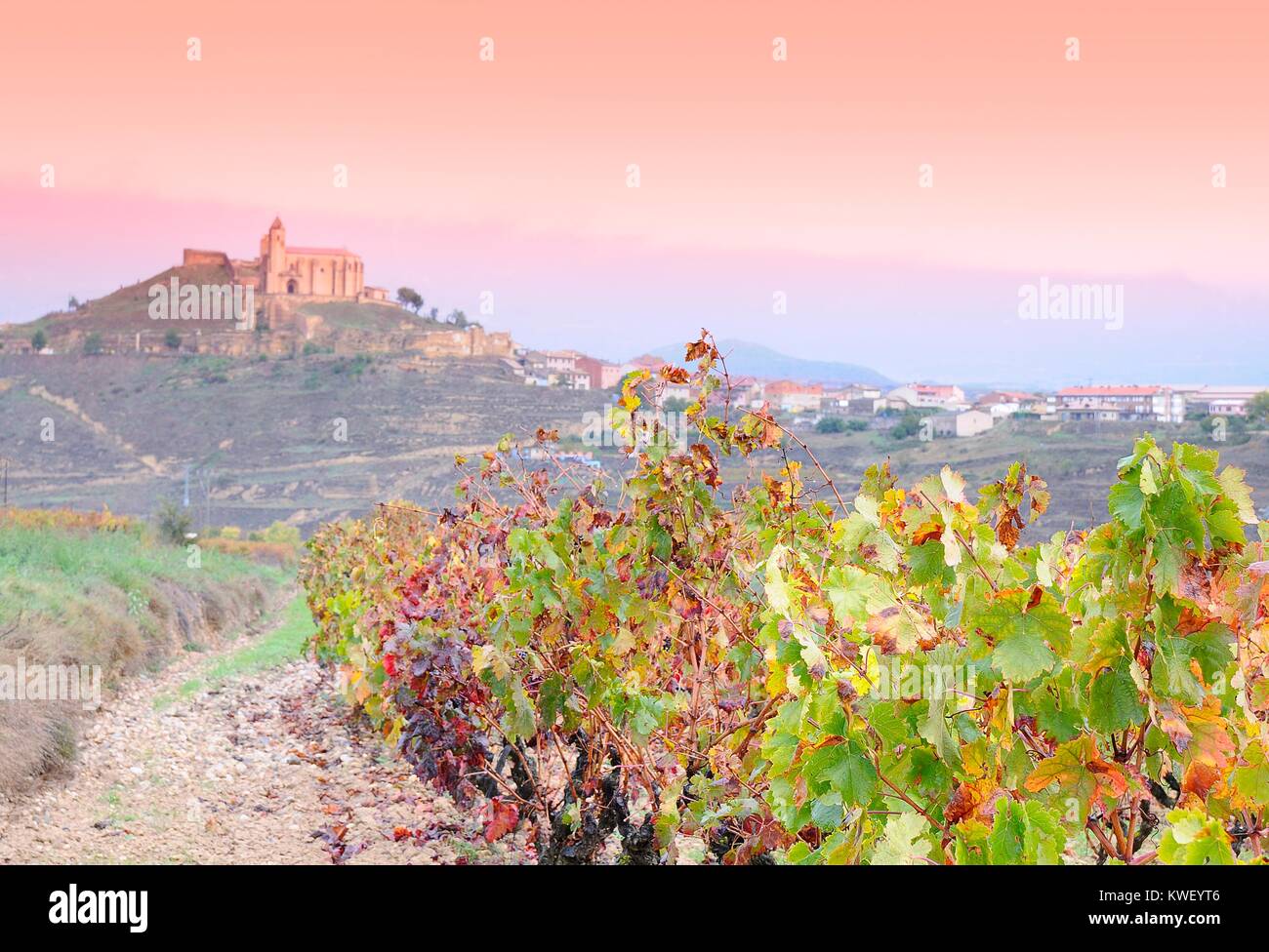 Rioja vine hi-res stock photography and images - Alamy