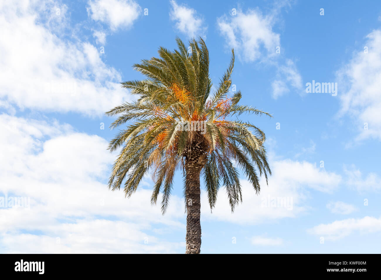 Palm Tree. A palm tree pictured on the Mediterranean island of the ...