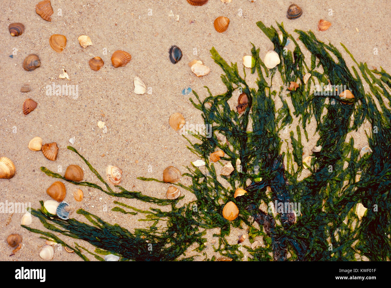 Close-up of green seaweed and various shells on the beach at the North ...