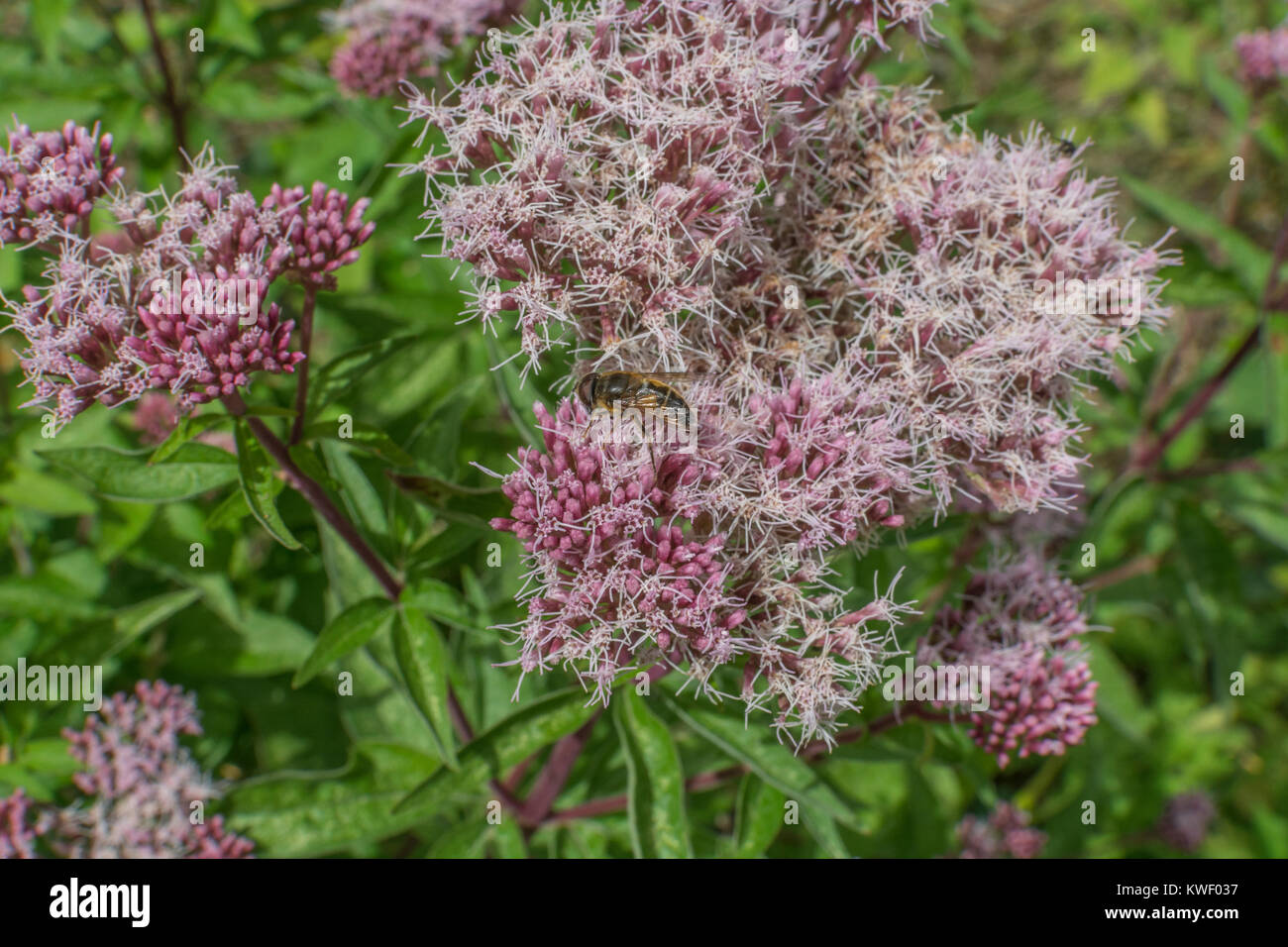 Flowering heads of Hemp Agrimony / Eupatorium cannabinum Stock Photo ...