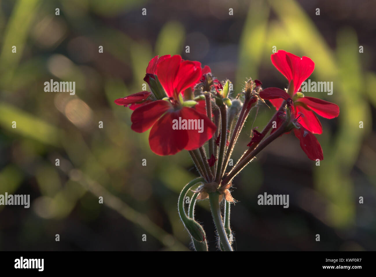 Red Geranium flower Stock Photo - Alamy