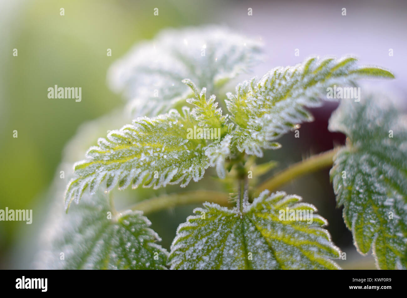 Foliage of nettle under frost. Fall winter natural background Stock ...
