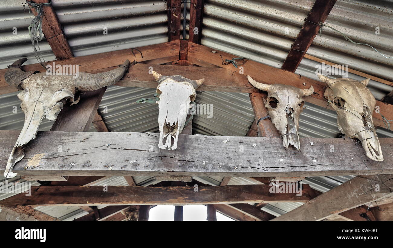 Decoration of buffalo and bovine horned skulls pinned and tied to the ...