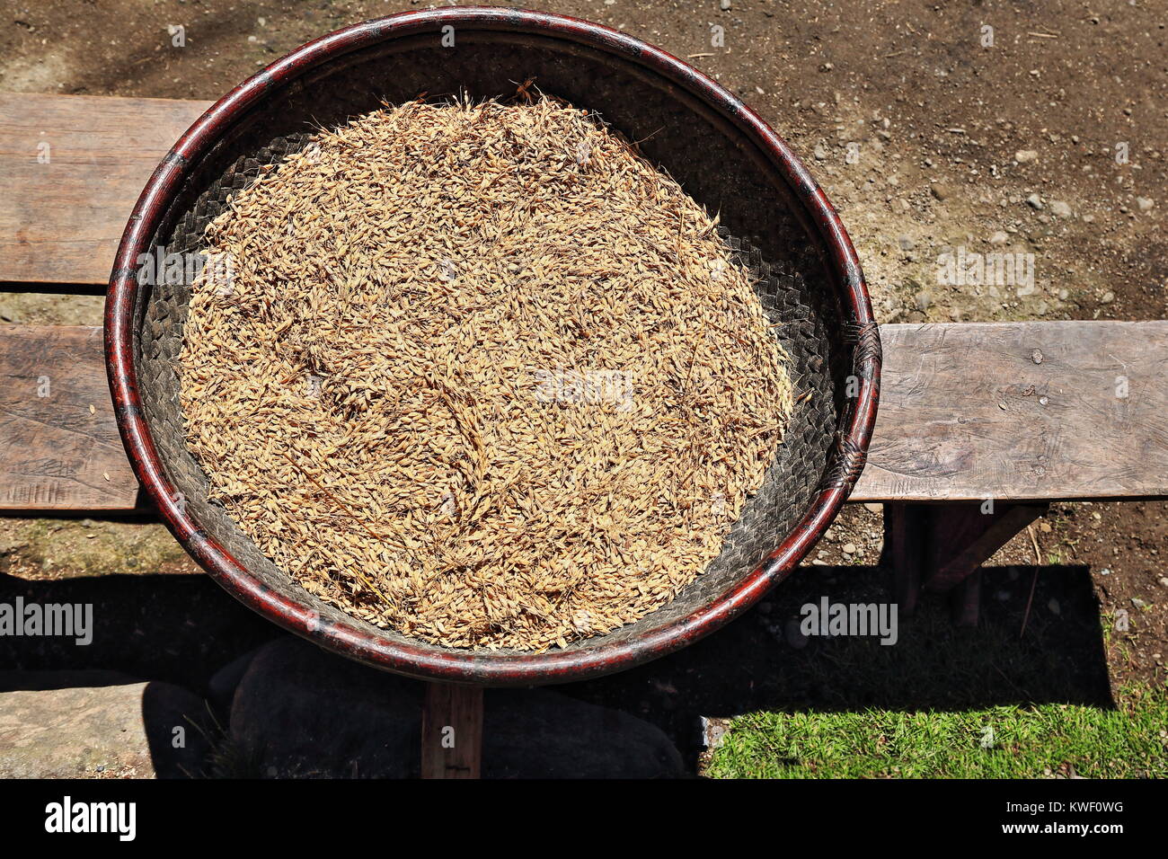 Rice grains drying under the sun in a woven wicker and bamboo tray set ...