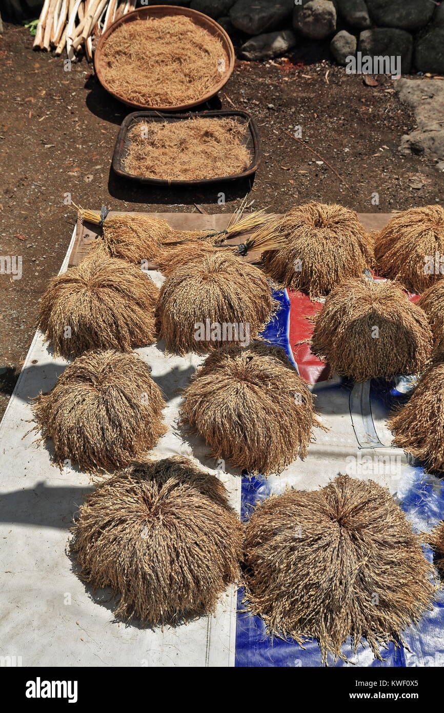 Paddy rice panicles sun drying on plastic mats and in woven wicker and ...