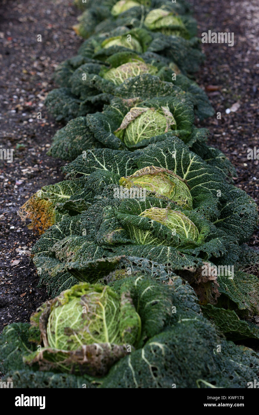 Cabbages pictured not looking their best in a vegetable patch in ...