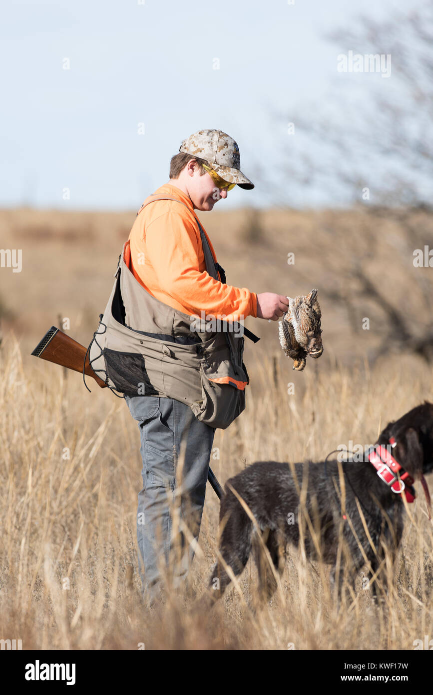 A young Quail hunter in Kansas on a late Autumn day with Bobwhite Quail ...