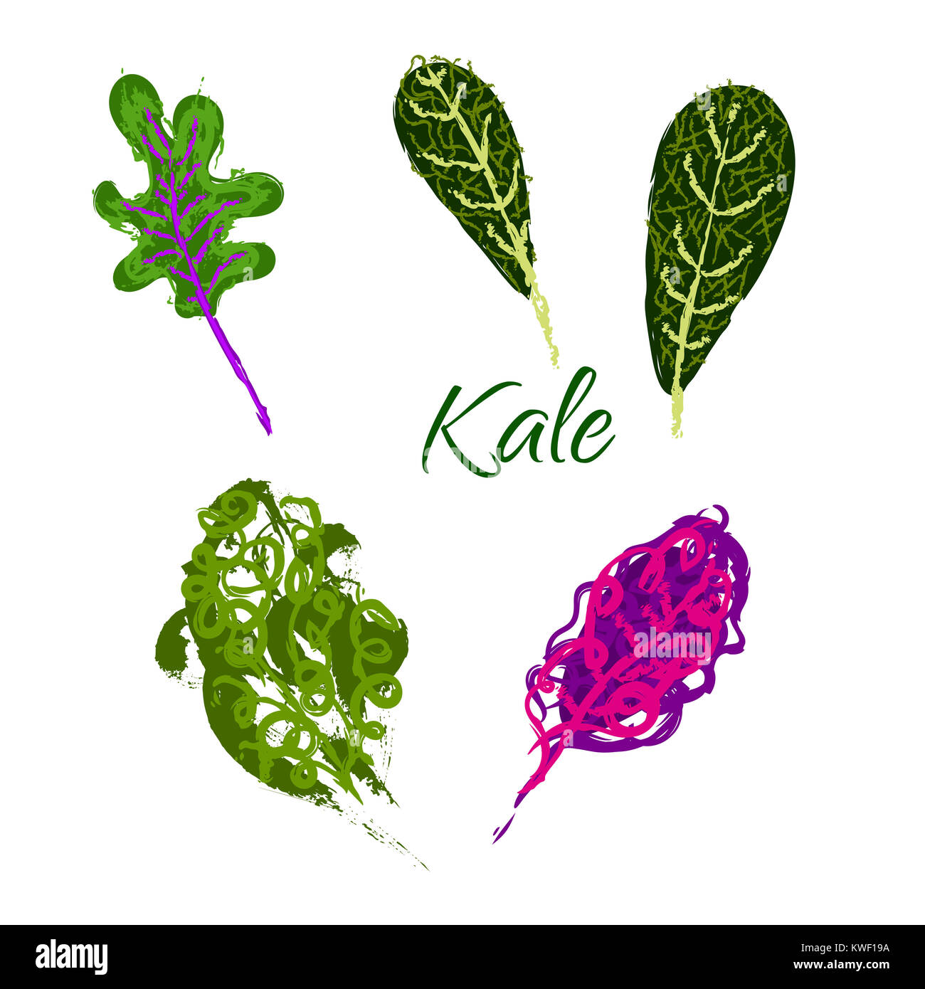 Kale vegetable hand drawn illustration Stock Photo - Alamy