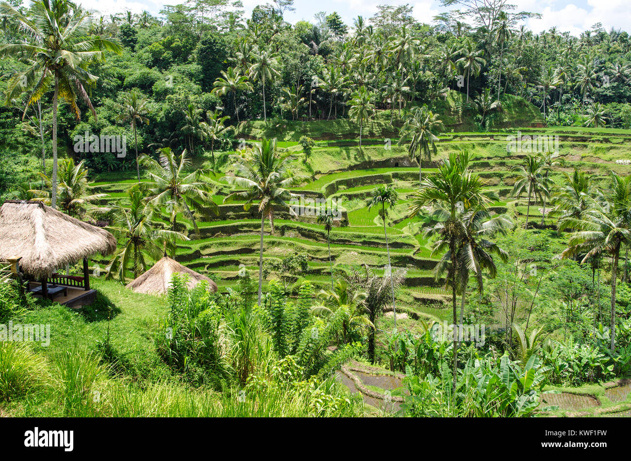 Padi Terrace, Bali, Indonesia - Local plantation of the layered rice ...