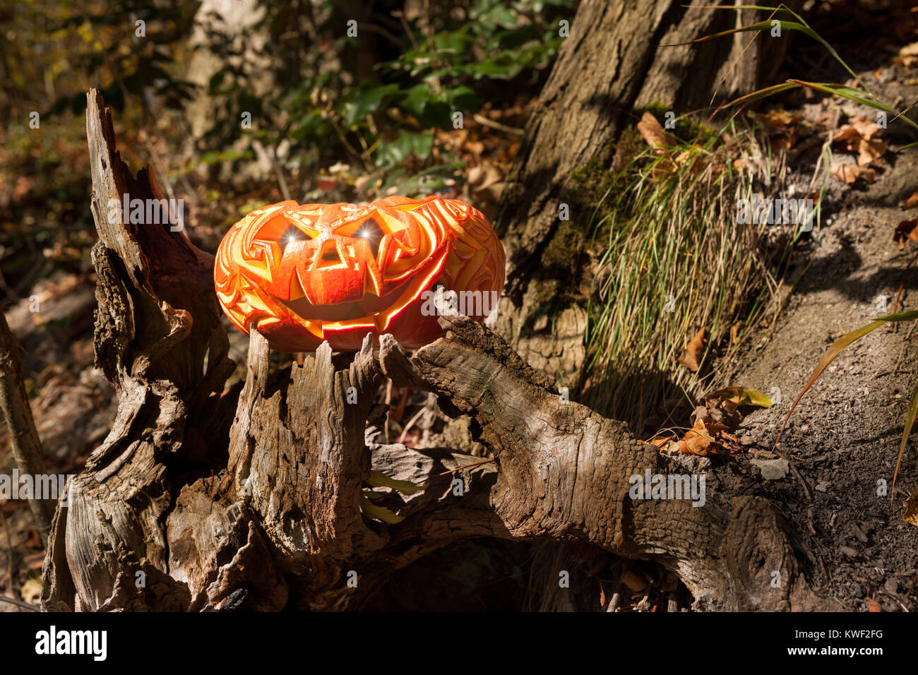 Jack o'Lantern in a magic forest Stock Photo - Alamy