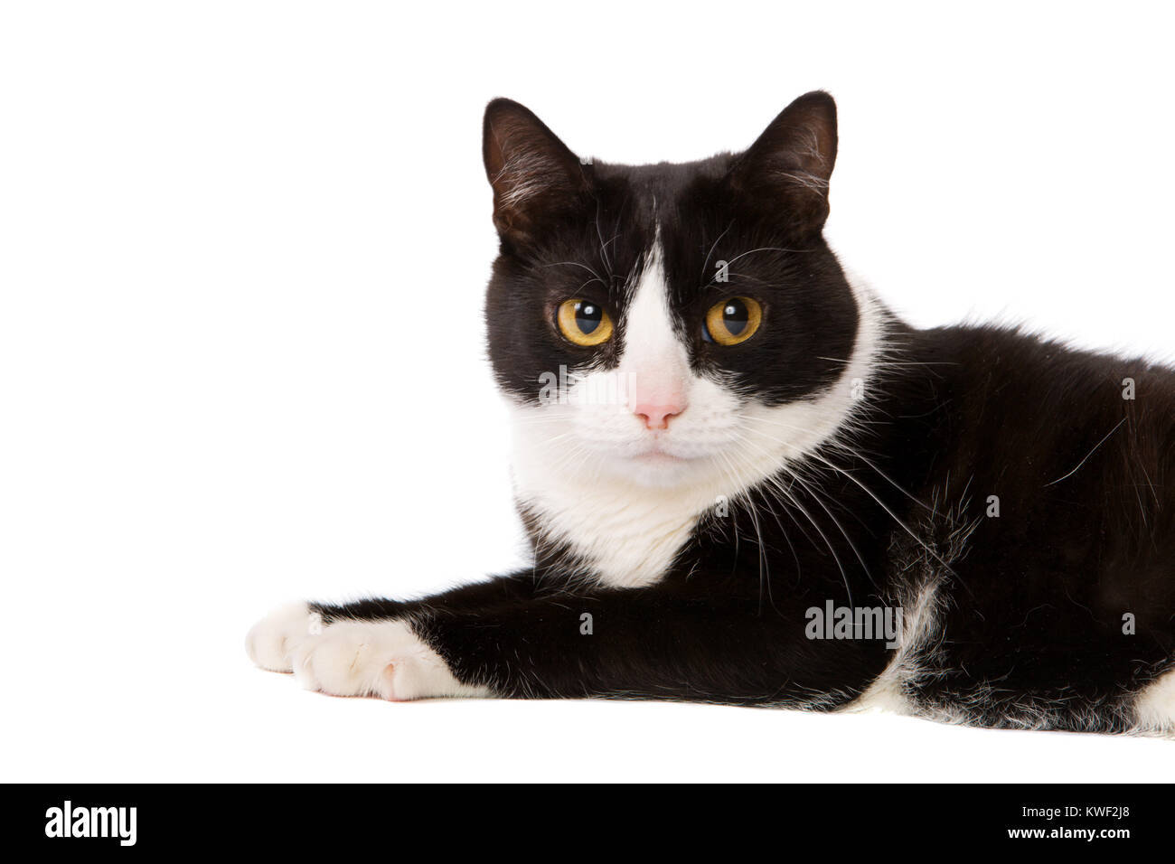 Cat lying down cut out hi-res stock photography and images - Alamy