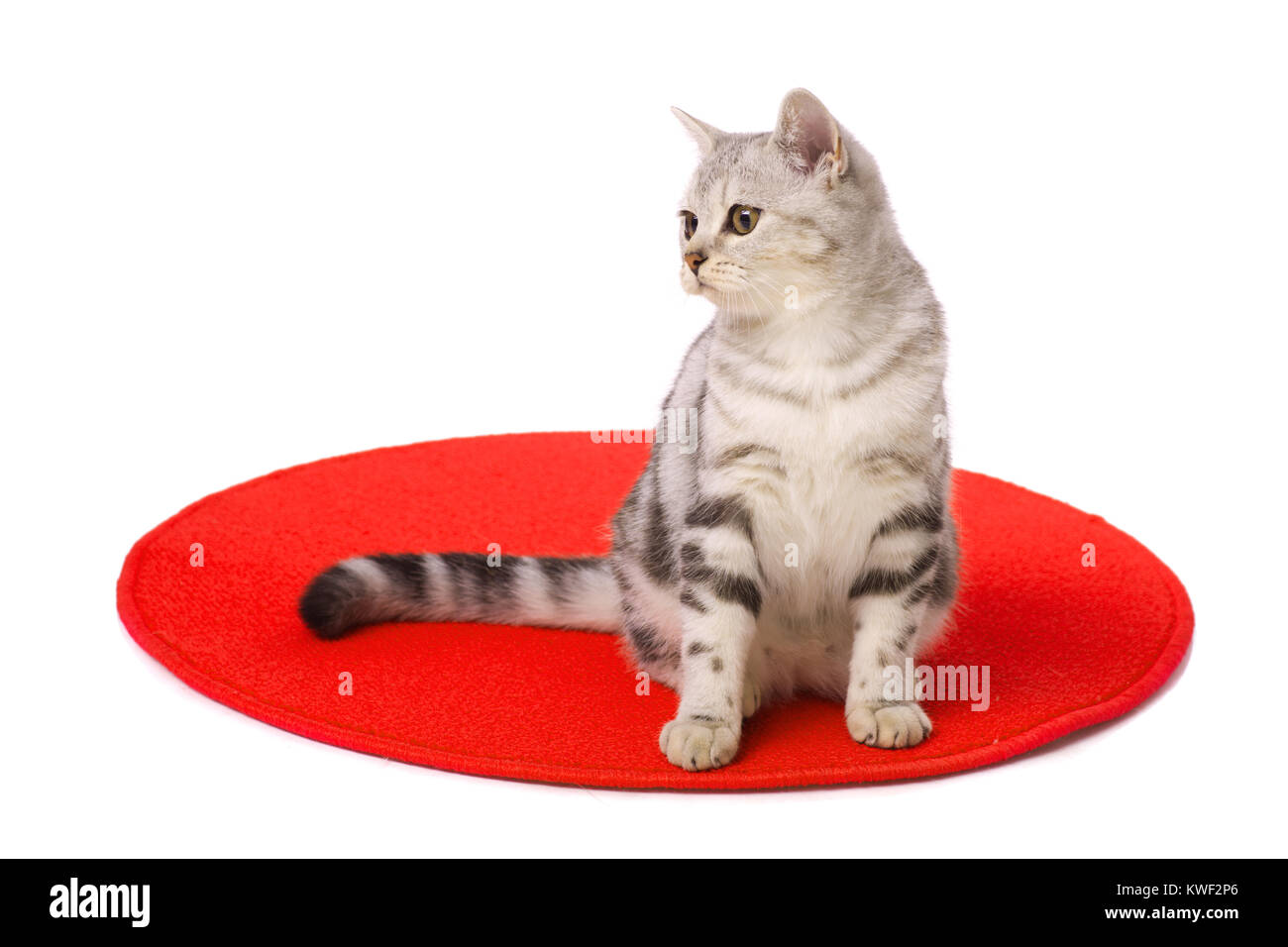 Grey cat sitting pretty isolated on white Stock Photo - Alamy