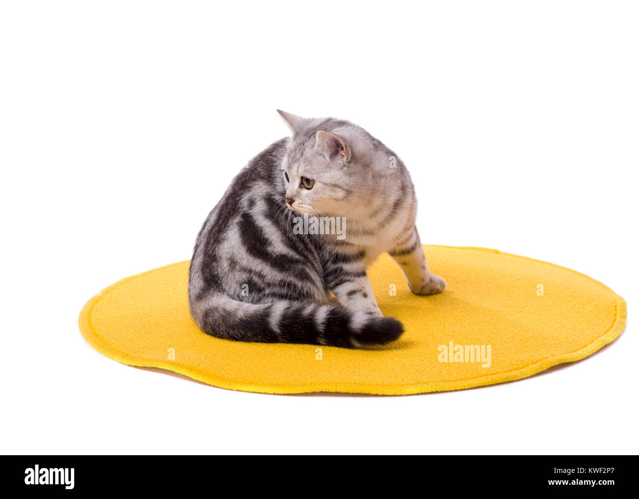 Grey cat sitting pretty isolated on white Stock Photo - Alamy