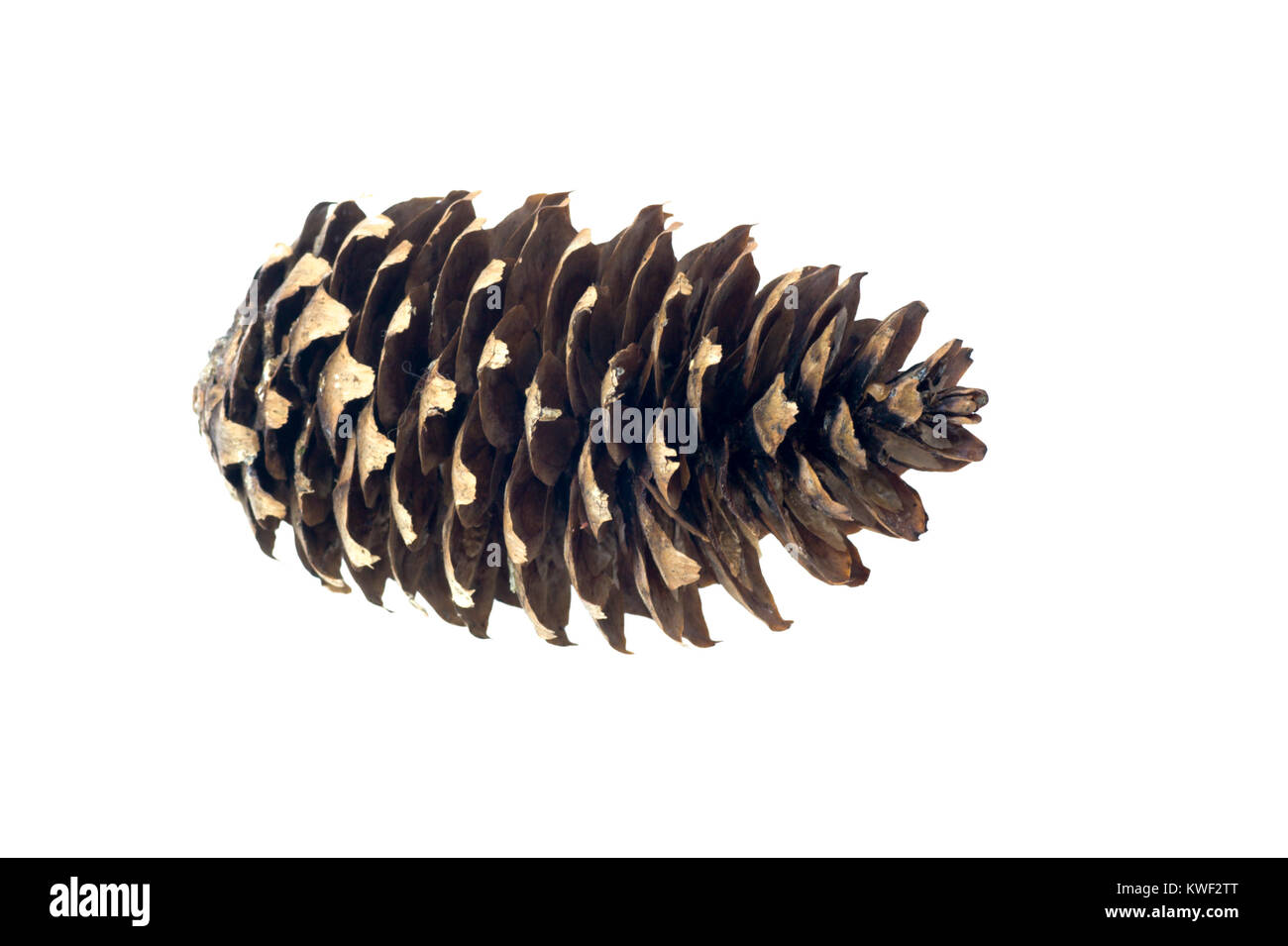 One isolated cone from pine tree Stock Photo - Alamy