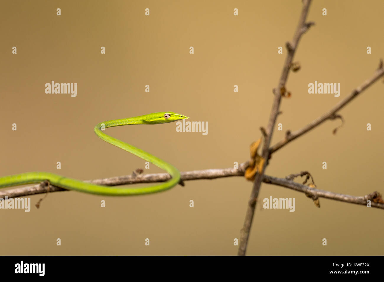 Common vine snakes hi-res stock photography and images - Alamy
