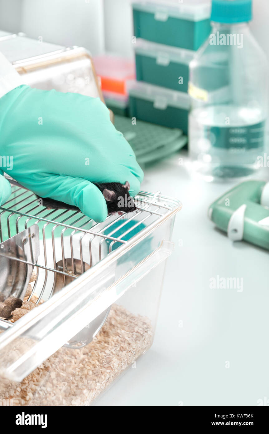 Lab mouse cage hi-res stock photography and images - Alamy