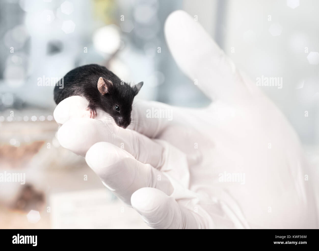 Black laboratory mouse sits on gloved male hand Stock Photo - Alamy