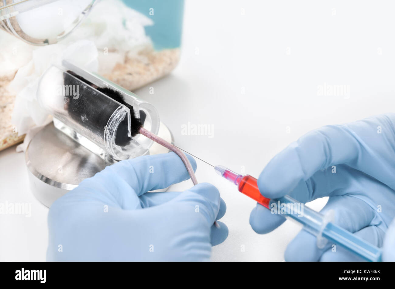 Injection into mouse tail in laboratory conditions Stock Photo - Alamy
