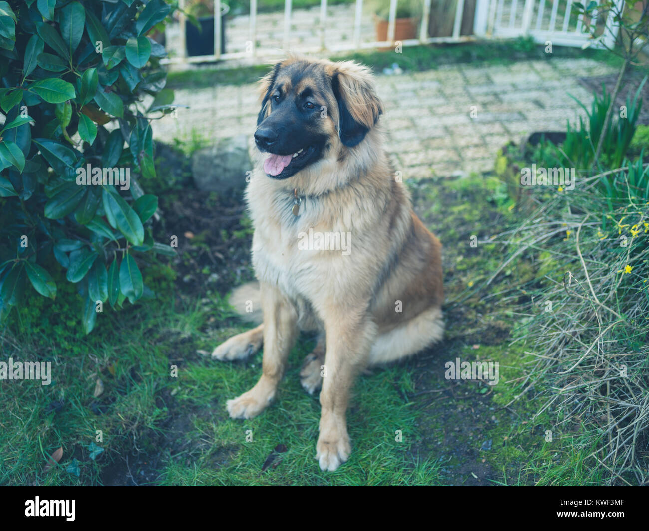 A big Leonberger dog is sitting in a garden Stock Photo - Alamy