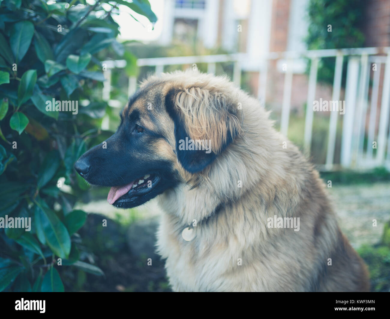 Leonberger dog big hi-res stock photography and images - Alamy