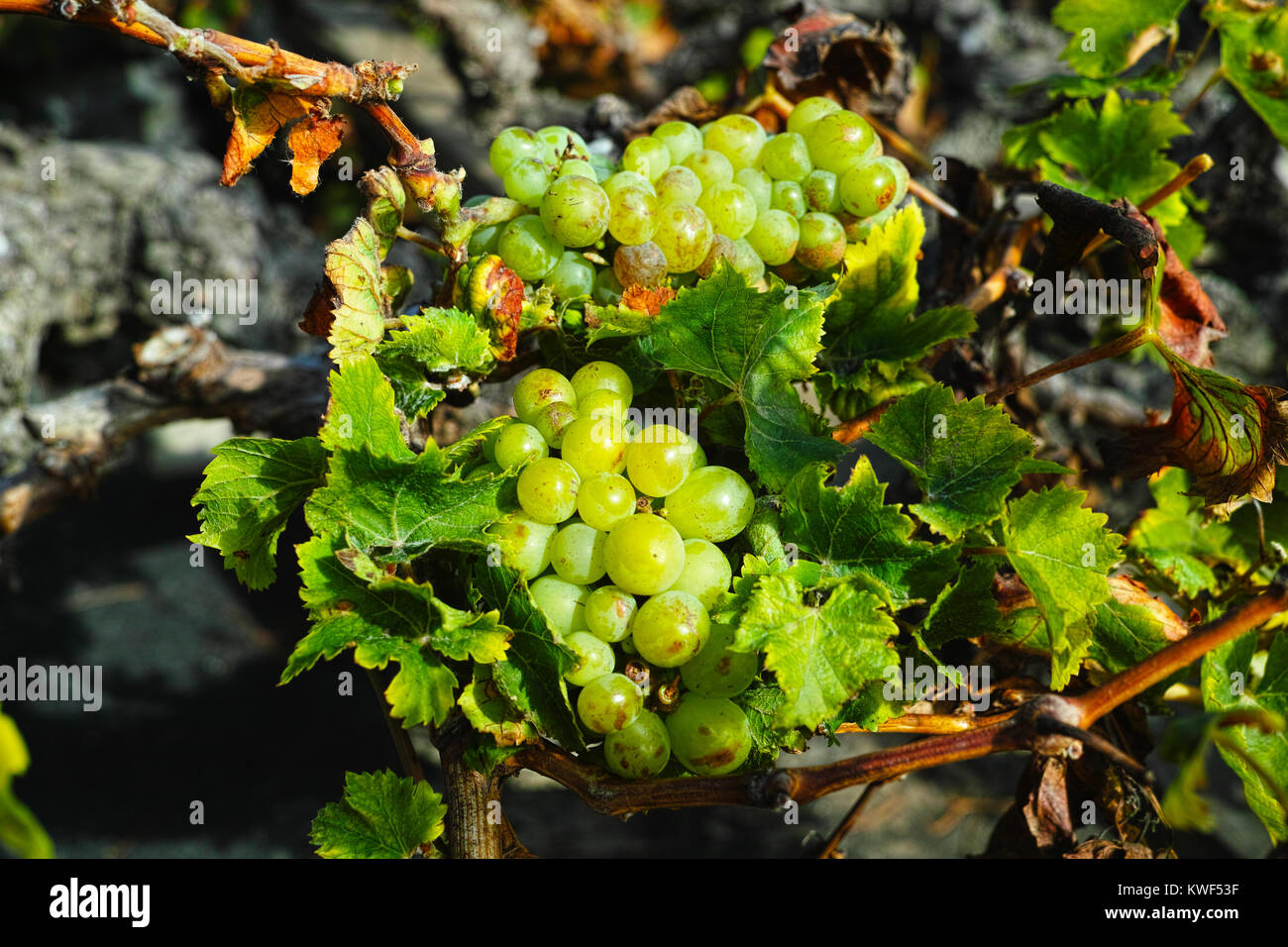 Lava barrier hi-res stock photography and images - Alamy