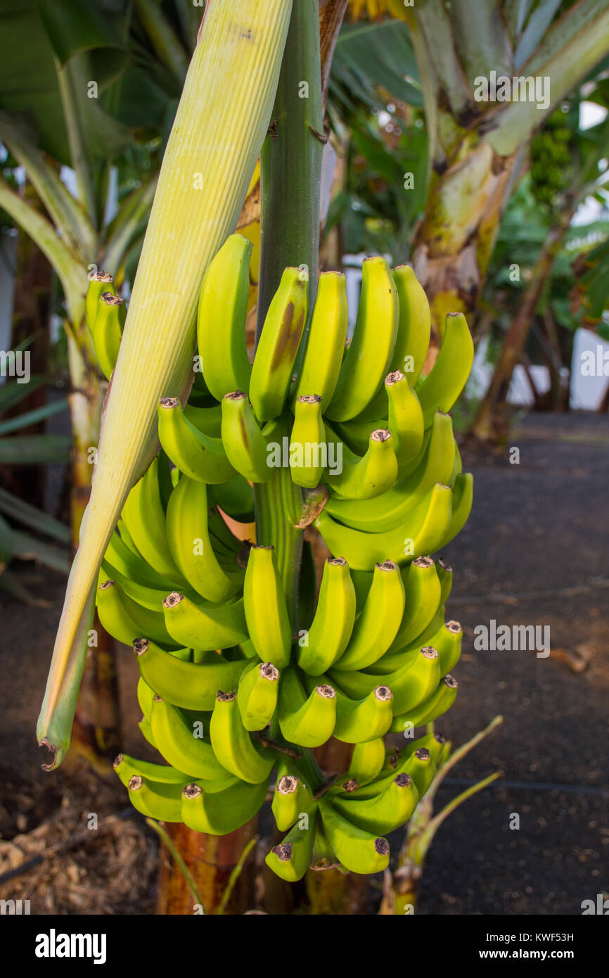 Healthy food, bunch of yellow and green banana tropical fruit riping on ...