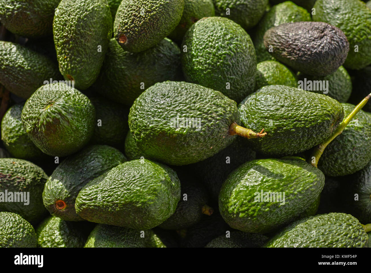 Avocado Plantation Peru Stock Photos & Avocado Plantation Peru Stock ...