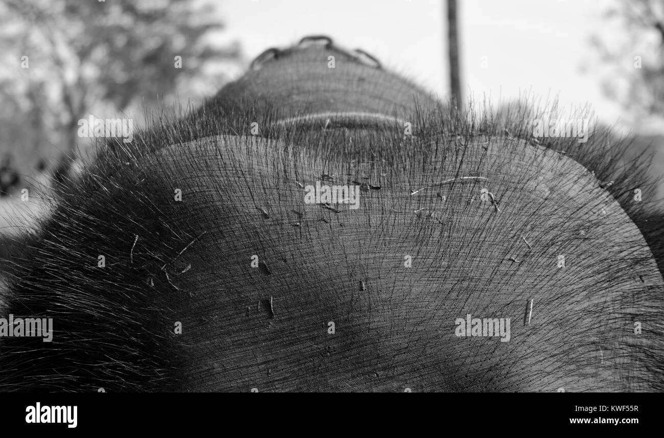 Asian Elephant which is under captivity in order to protect their ...