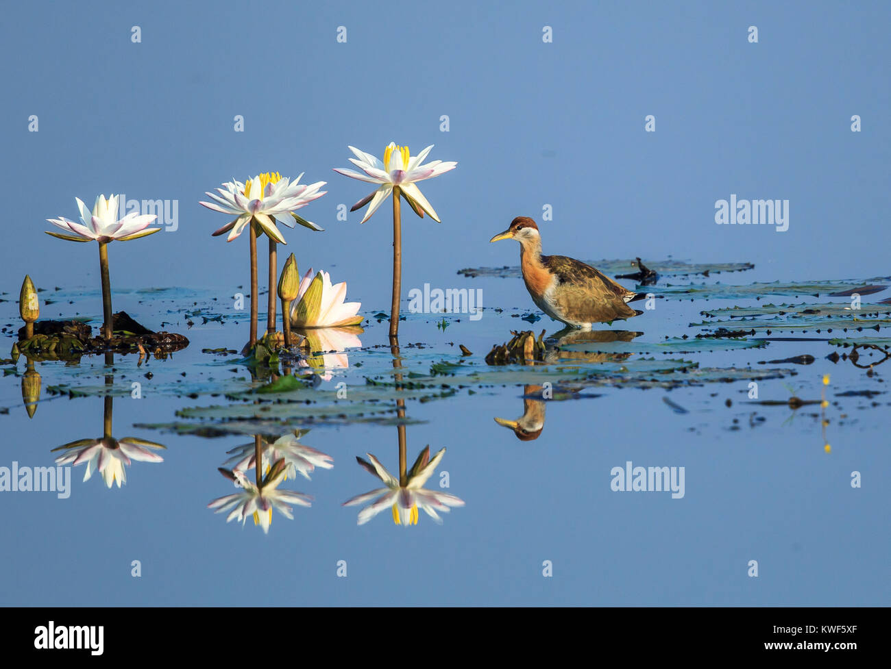 The bronze-winged jacana is a wader in the family Jacanidae. It is the ...
