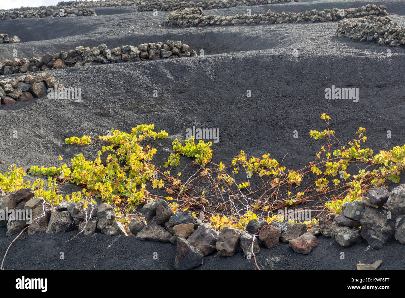 Lanzarote vineyards build on lava, La Geria wine region, malvasia grape ...