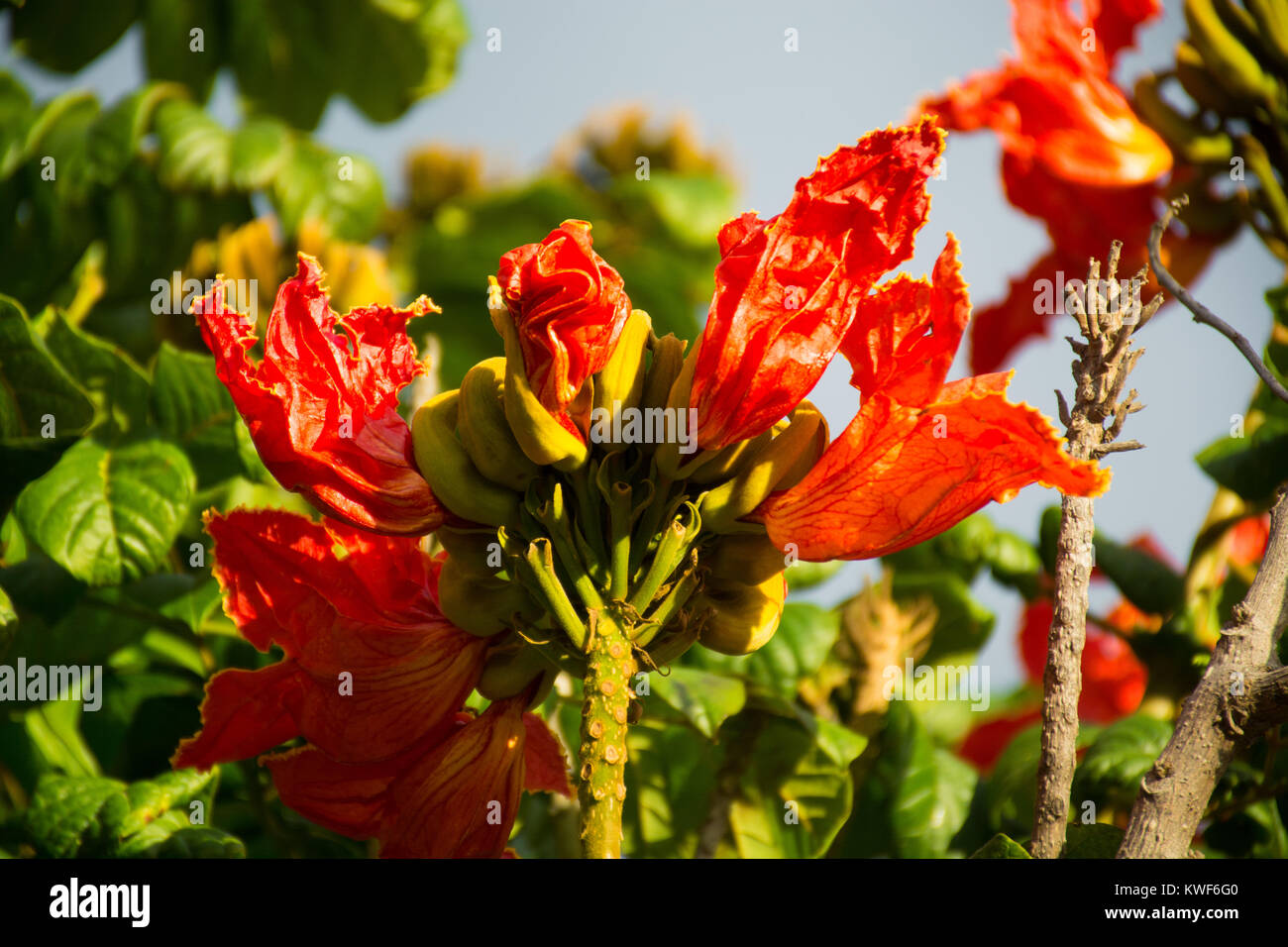 Beautiful tropical orange flowers on tree, exotic garden in Spain Stock ...