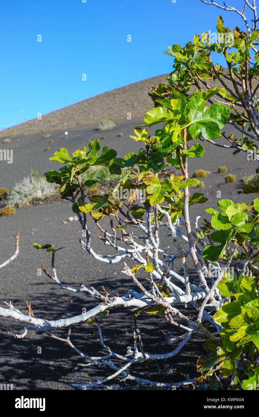 Fig tree on rocks hi-res stock photography and images - Alamy