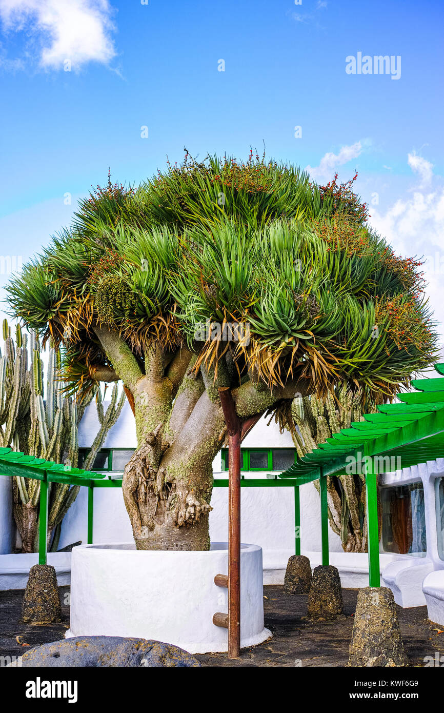 Old big green Dragon tree, symbol of Tenerife island, Canary Islands ...