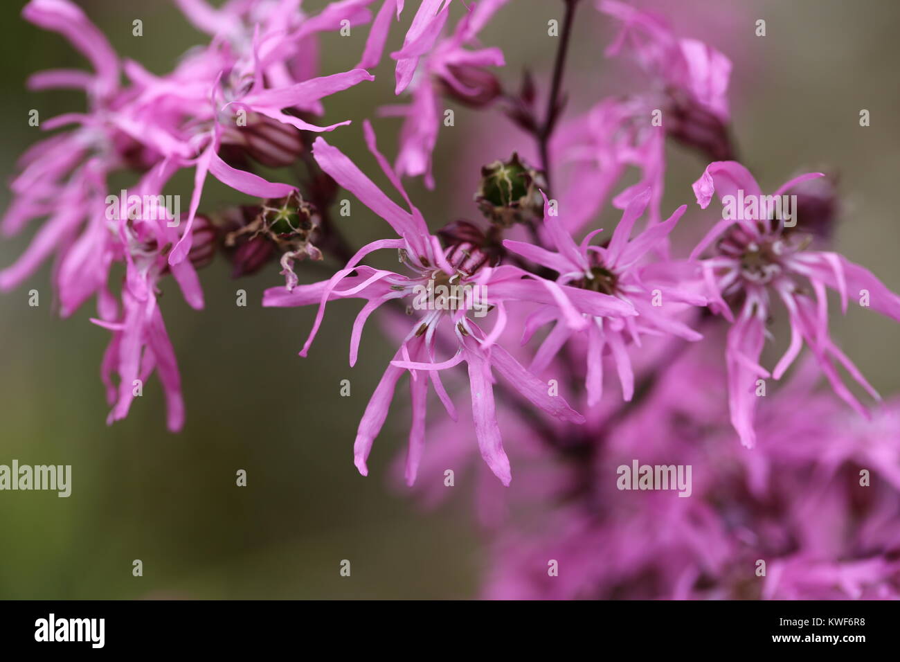 Ragged Robin [Lychnis flos-cuculi],Wildflower Stock Photo - Alamy