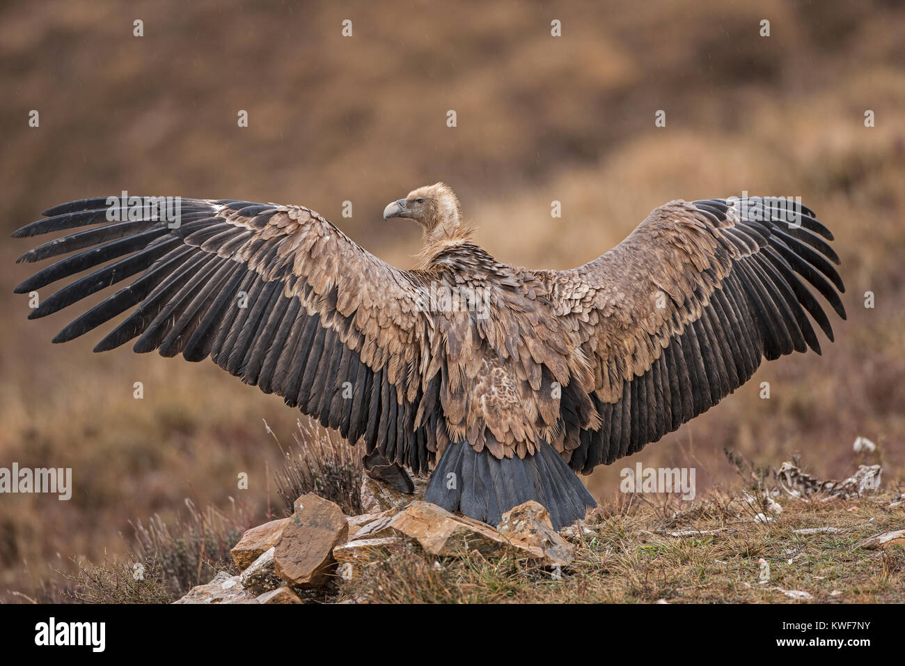 Griffon Vulture Gyps fulvus with wings spread drying out after heavy ...